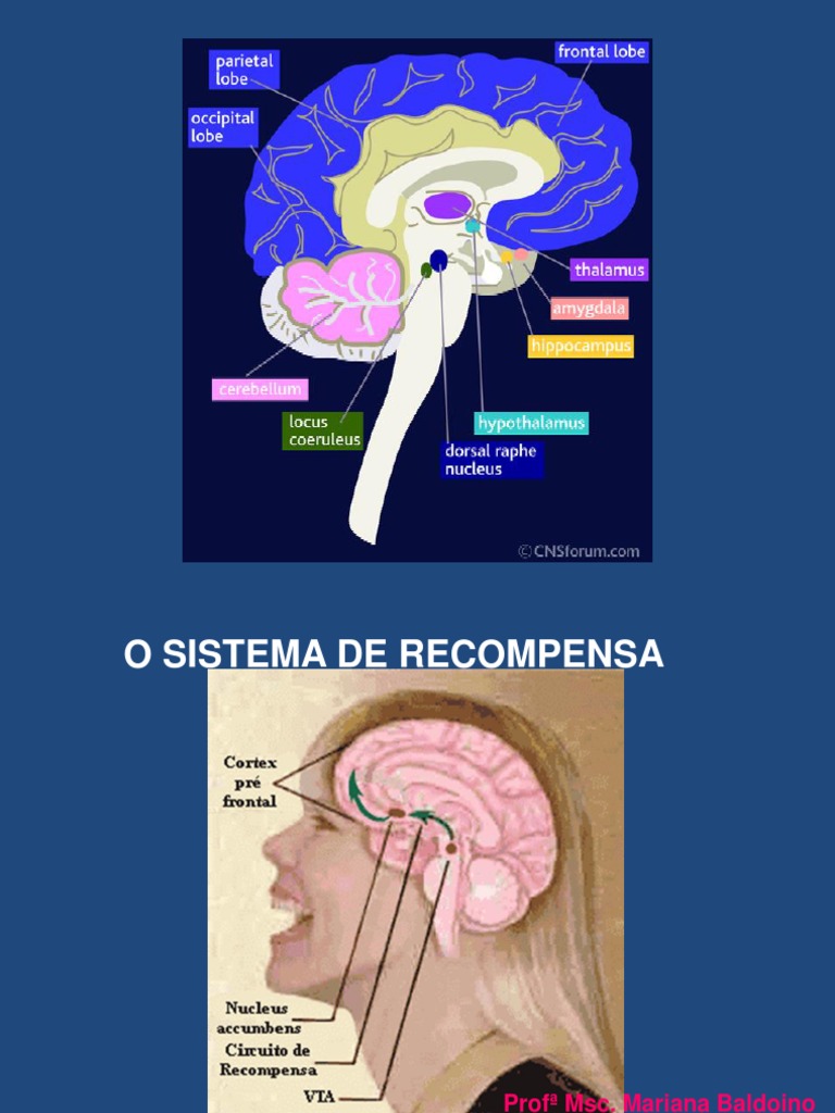 O sistema de recompensa e o prazer no cérebro | PDF | Paixão (emoção ...