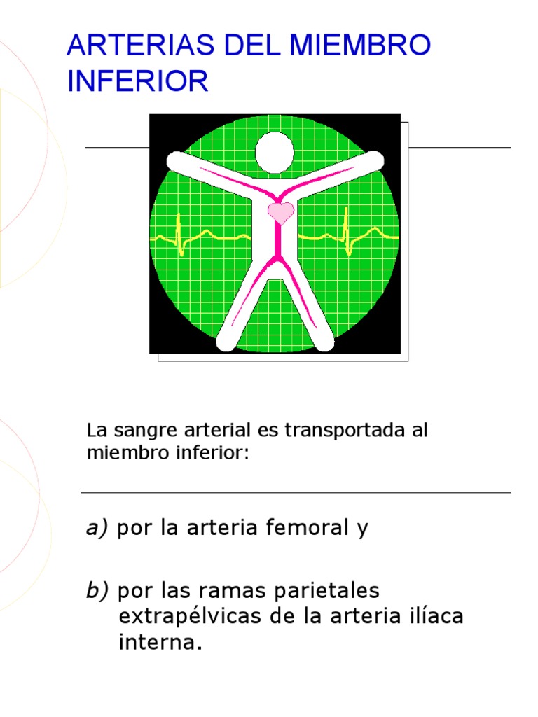 Arterias del Miembro Inferior: Guía Completa | PDF | Pie | Anatomía del ...