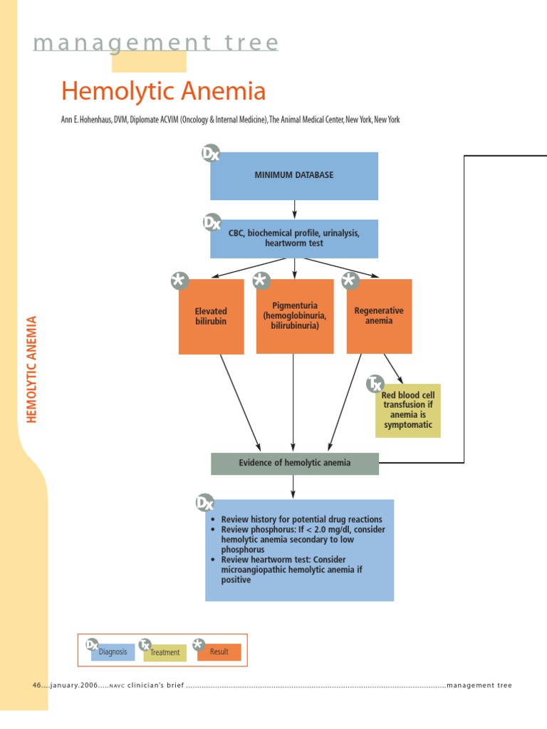 Diagnostic Tree - Hemolytic Anemia | PDF | Anemia | Clinical Pathology