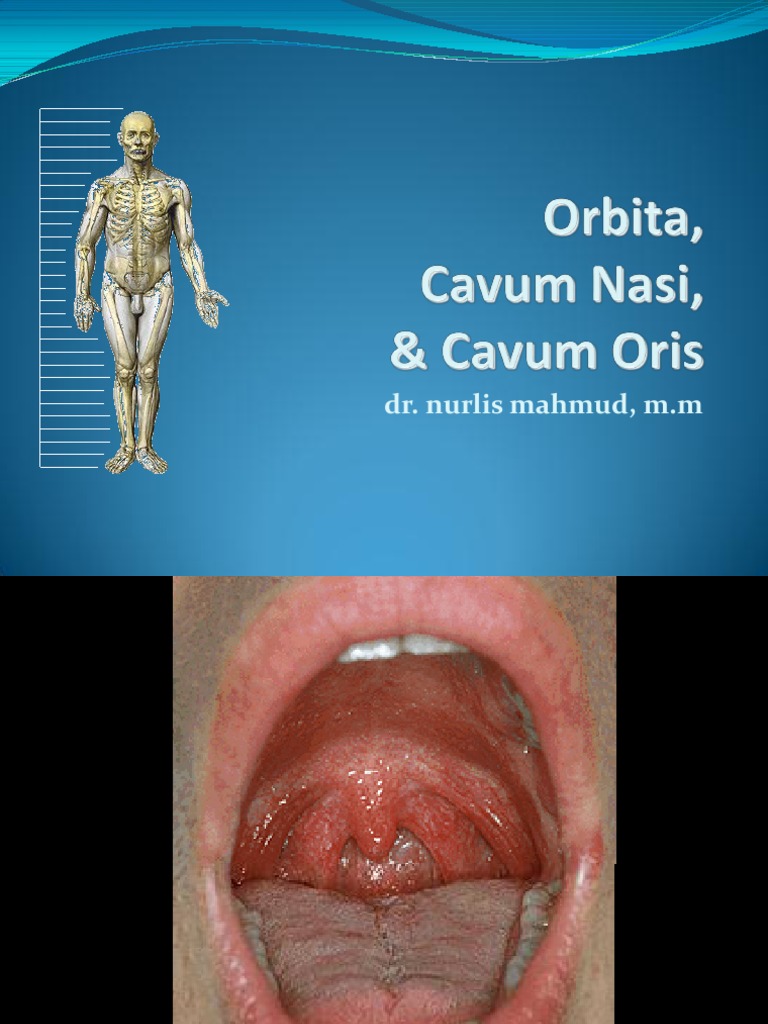 Anatomi dan Fungsi Cavum Oris | PDF | Seni & Disiplin Bahasa | Kajian ...