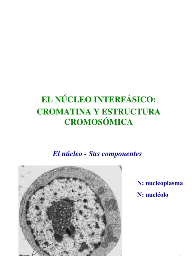 EL NÚCLEO INTERFÁSICO.ppt | Cromatina | Histona