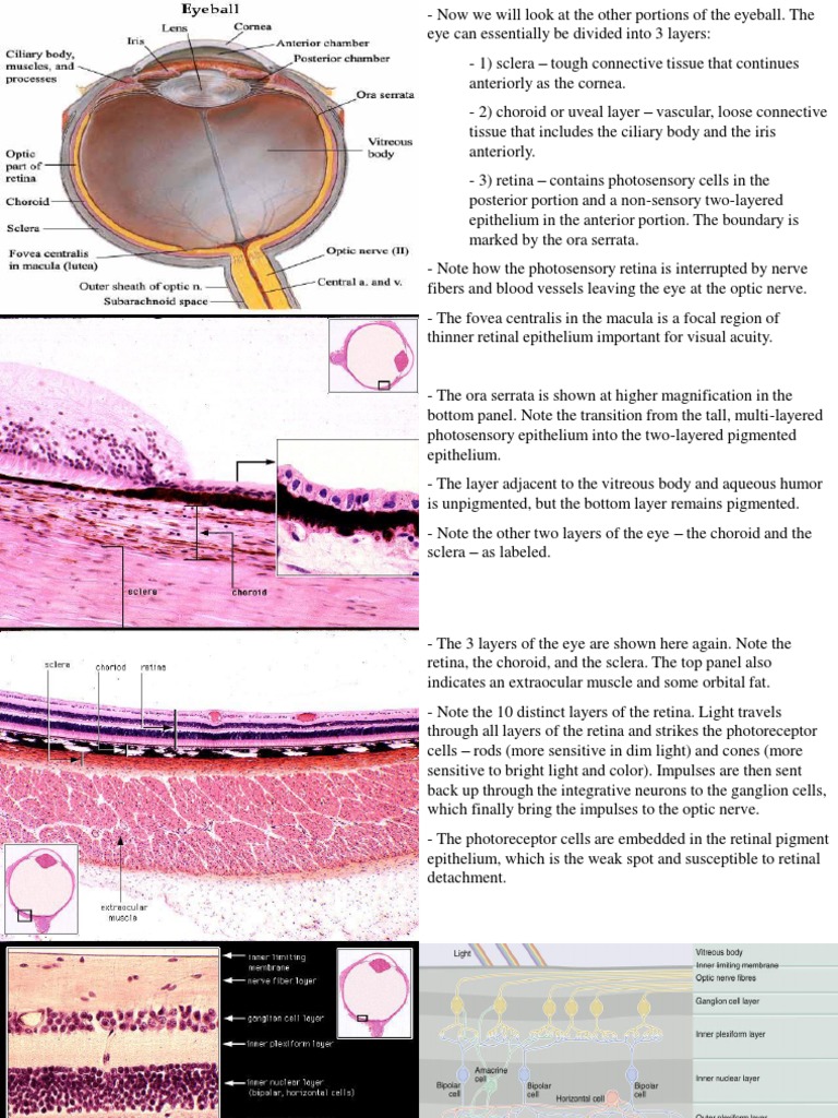 PPT | PDF | Retina | Human Eye