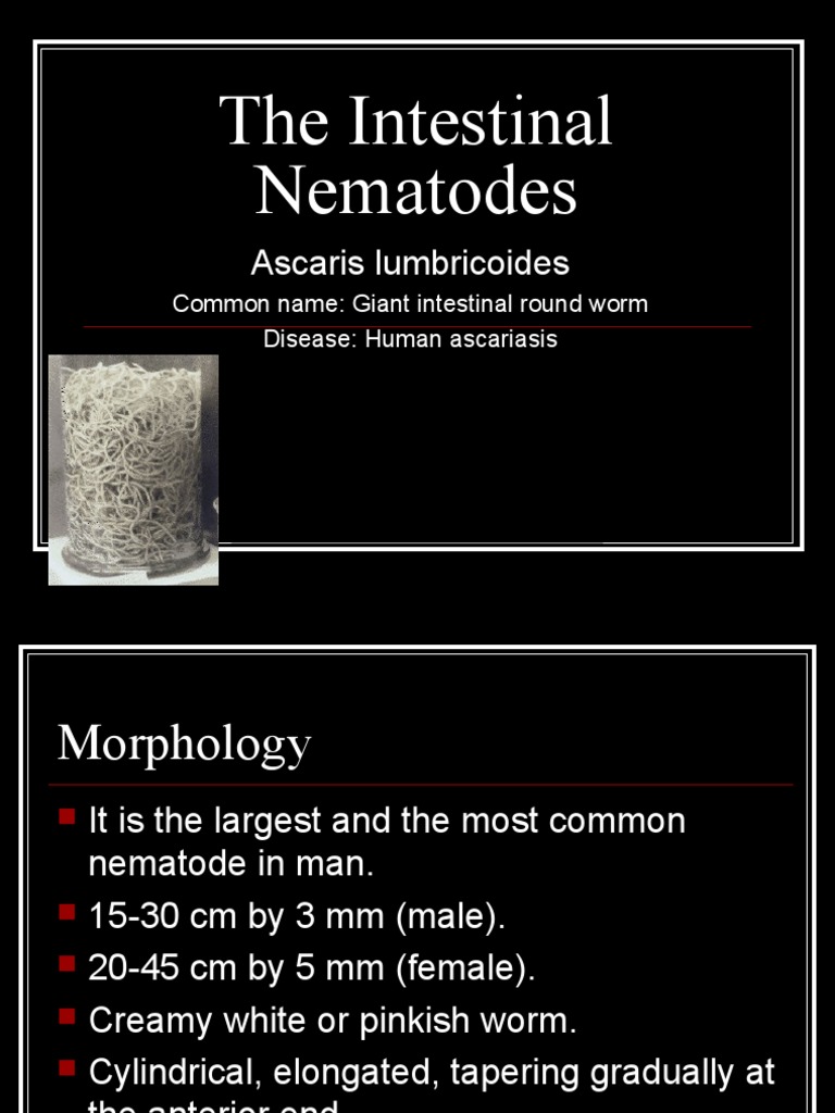 The Intestinal Nematodes | PDF | Parasitology | Medicine