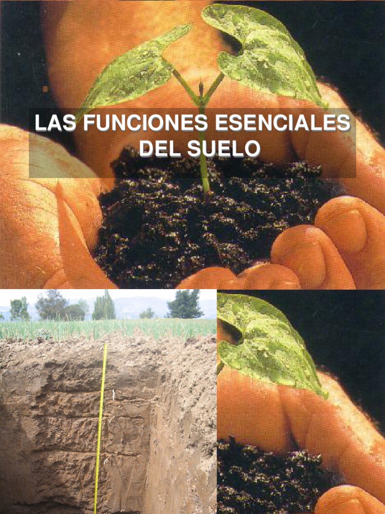 Funciones Del Suelo | PDF | Suelo | Dióxido de carbono