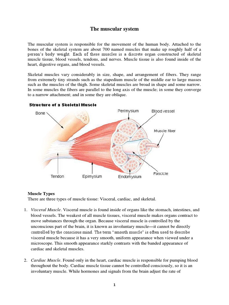 The Muscular System | PDF