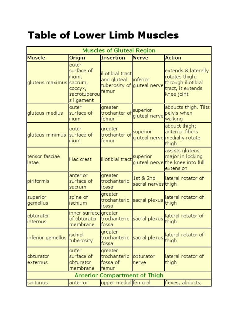 Lower Limb Muscles | PDF | Foot | Human Leg