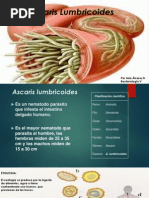 Enterobius vermicularis: Ciclo y Tratamiento | PDF | Epidemiología ...