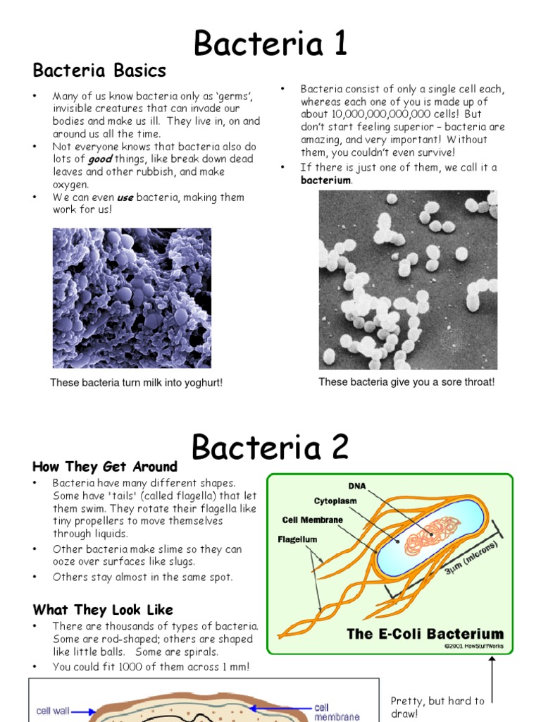 Bacteria Summary 1 | Bacteria | Life