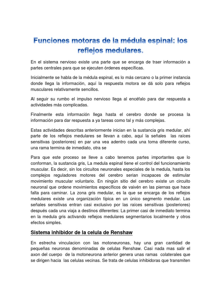 Sistema Inhibidor de La Celula de Renshaw | PDF | Materia gris | Músculo