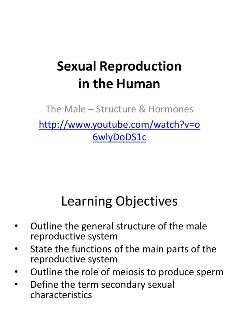 1 Male Structure and Hormones | PDF | Testicle | Reproductive System