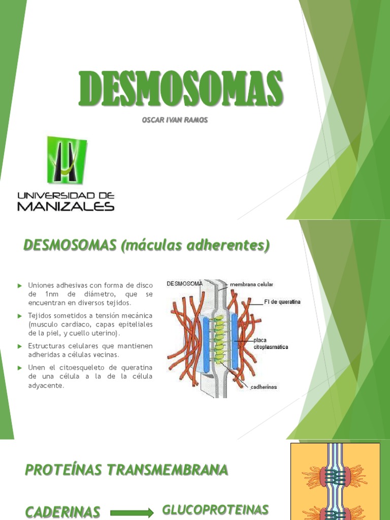 Desmosomas Biologia | PDF