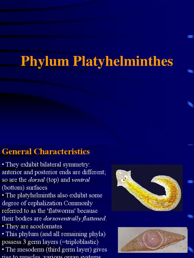 6 Platyhelminthes | PDF | Zoology | Anatomy