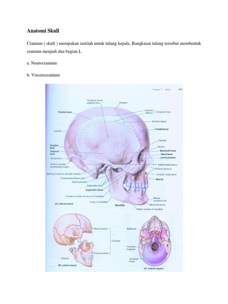 Anatomi Cranium dan Viscerocranium | PDF