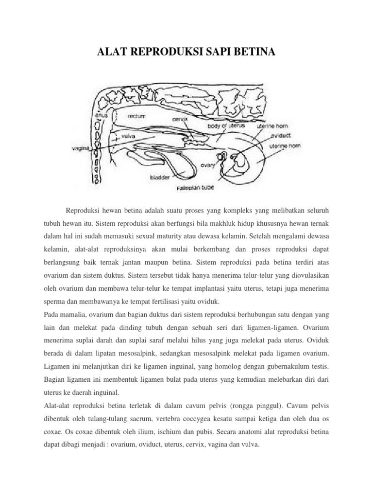 Alat Reproduksi Sapi Betina | PDF