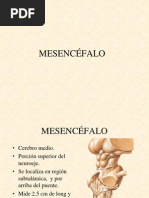 El Colículo Superior | PDF | Anatomía humana | Neurociencia