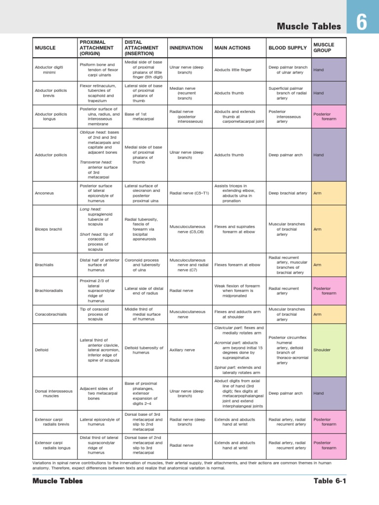 Netter Atlas UL Charts | PDF | Thumb | Arm