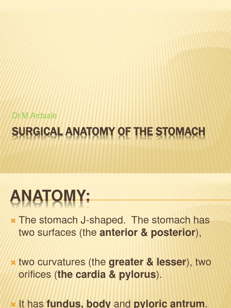 Surgical Anatomy of The Stomach | PDF | Stomach | Peptic Ulcer