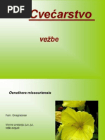 Ruze Topalovic Katalog | PDF