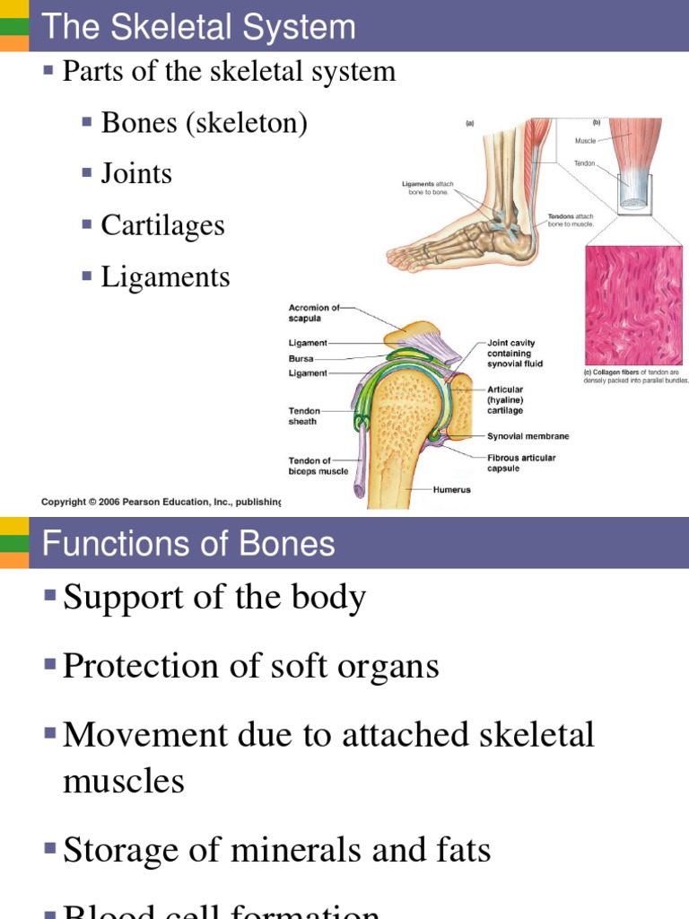 Skeletal System | PDF | Vertebra | Vertebral Column