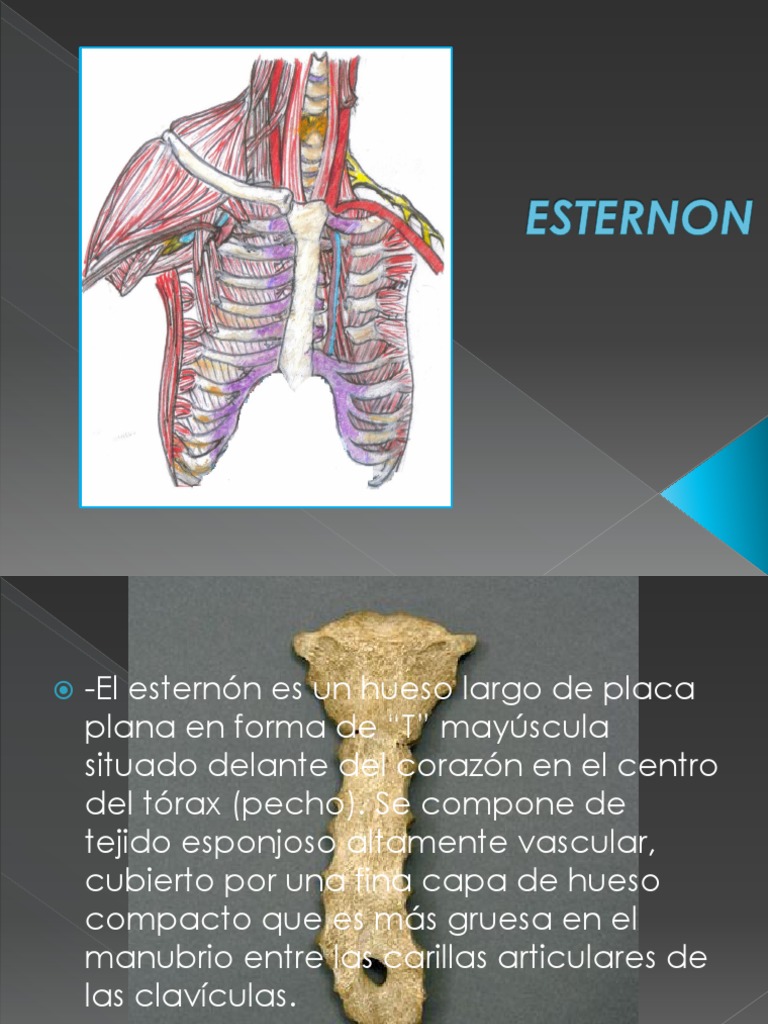 ESTERNON | PDF | Tórax | Anatomía humana