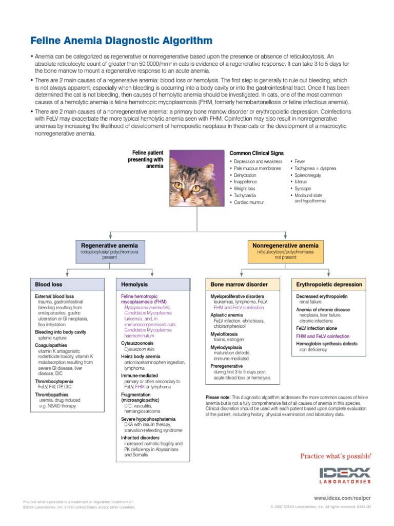 Feline Anemia Diagnostic Algorithm | Anemia | Blood
