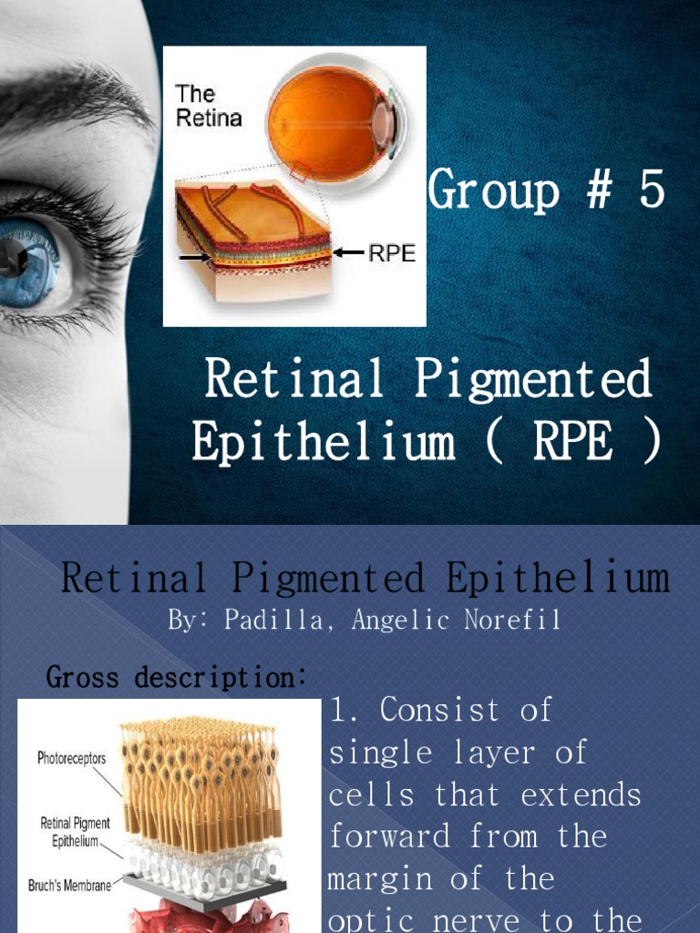 OCAP | PDF | Retina | Anatomy