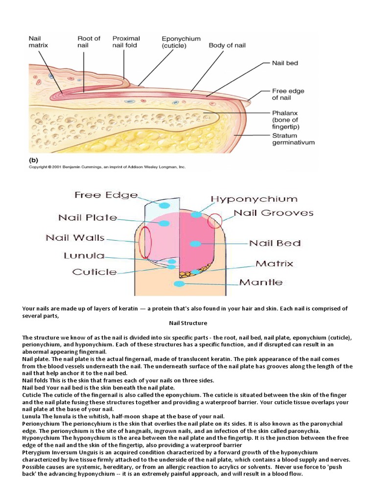Your Nails Are Made Up of Layers of Keratin | PDF | Nail (Anatomy) | Foot