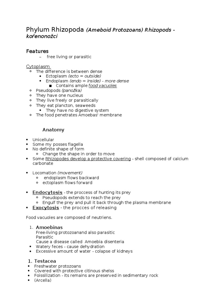 Phylum Rhizopoda | PDF | Cell Biology | Biology