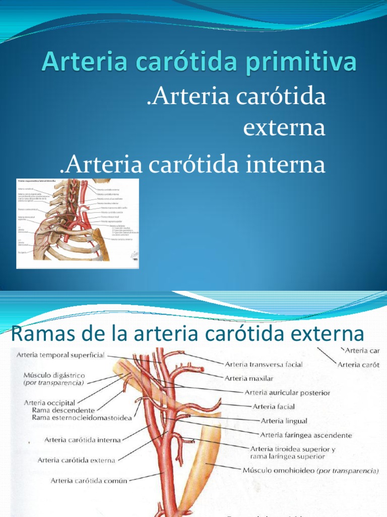 Arteria Carótida Primitiva | PDF
