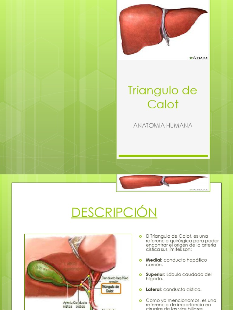 Triangulo De Calot