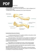 Anatomía Del Hueso Del Húmero Del Perro AnatomyLearner - El Lugar para ...