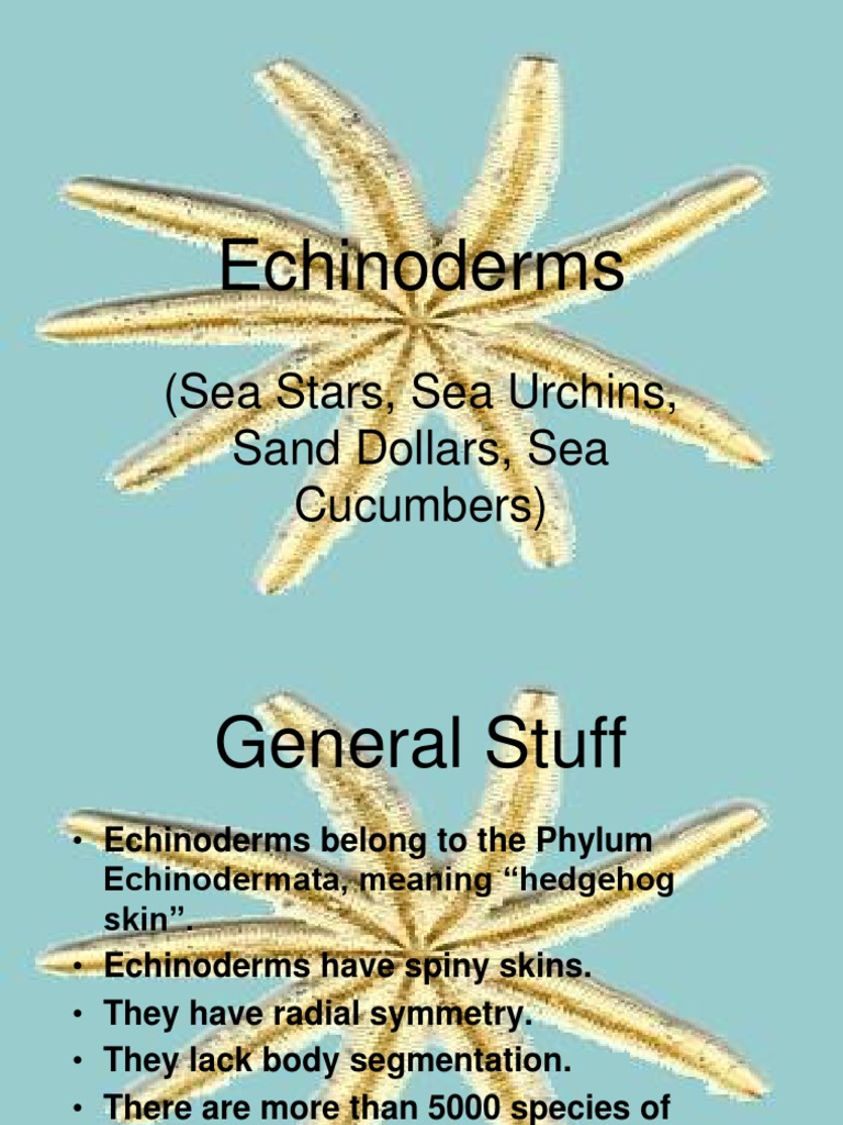 Echinoderms | PDF | Organisms | Nature