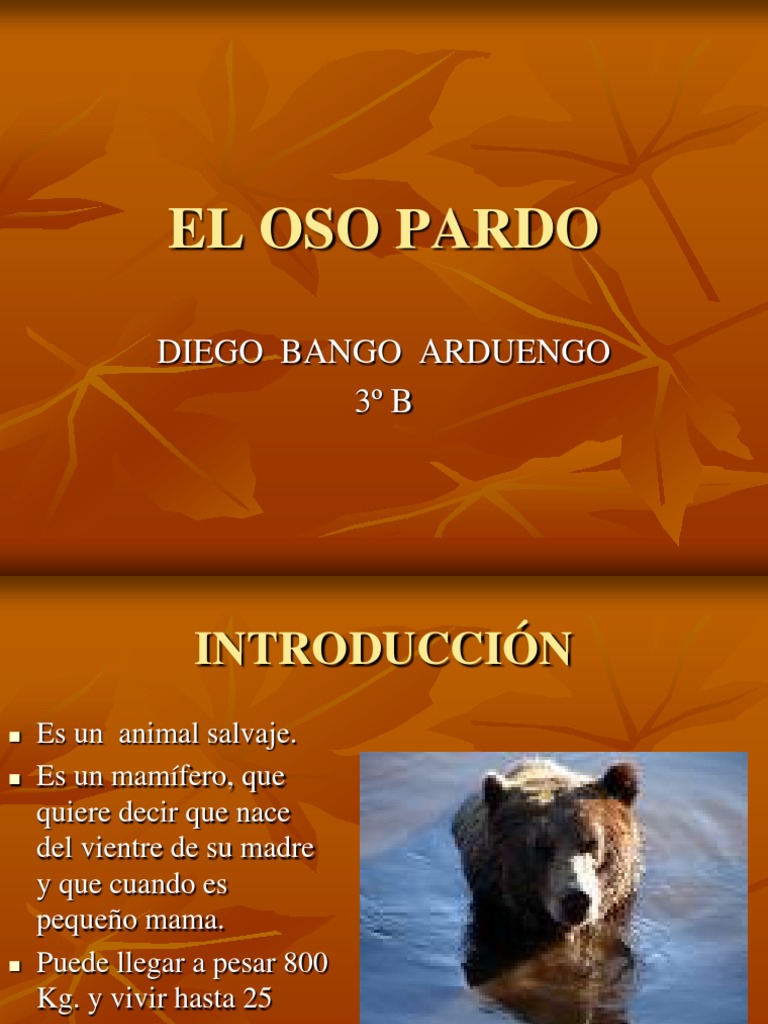 Oso Pardo | PDF