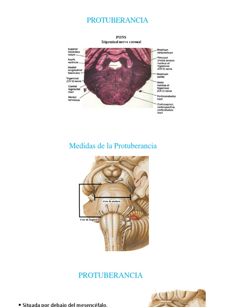PROTUBERANCIA | PDF | Sistema nervioso | Tronco encefálico