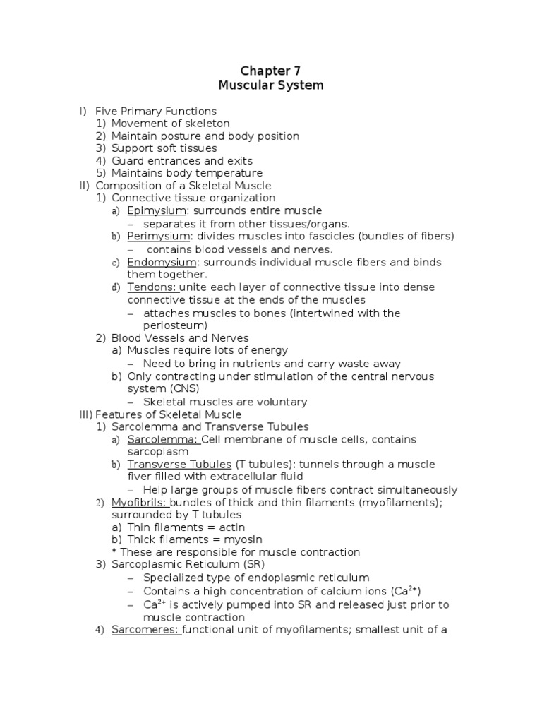 Anatomy Notes - Muscular System | PDF | Skeletal Muscle | Neuromuscular ...