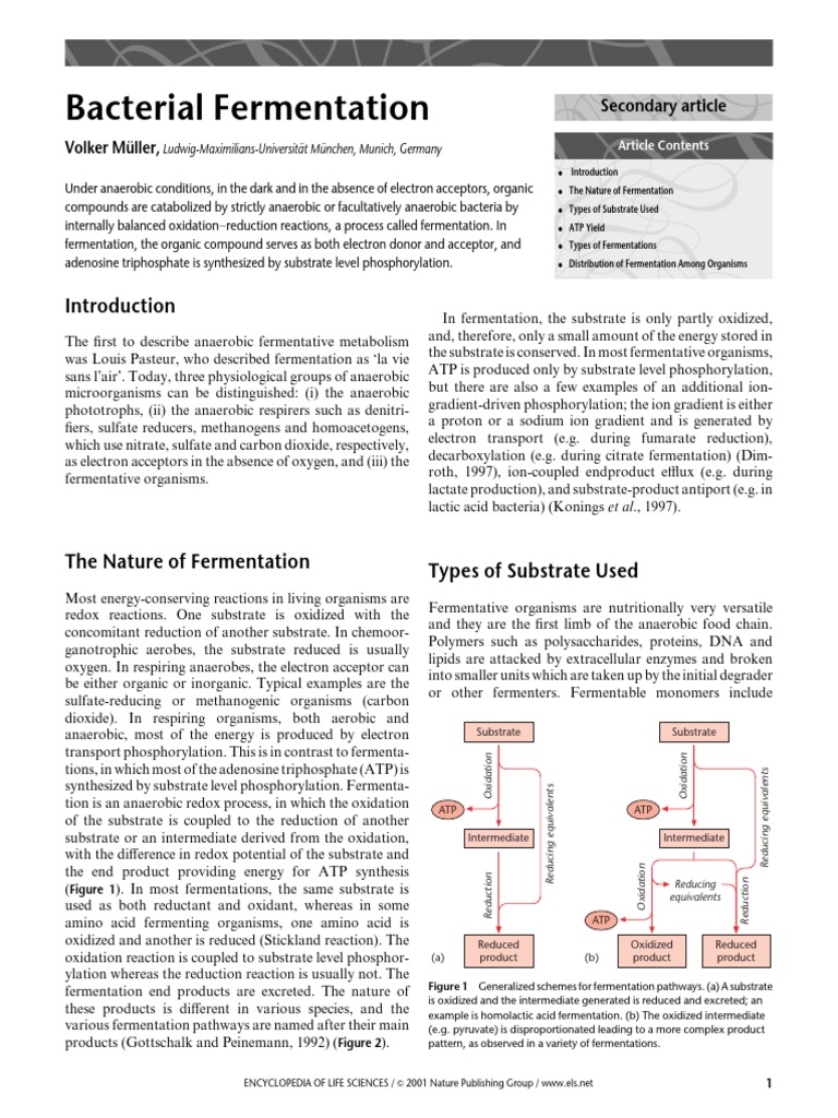 Bacterial Fermentation Nature | PDF | Fermentation | Lactic Acid