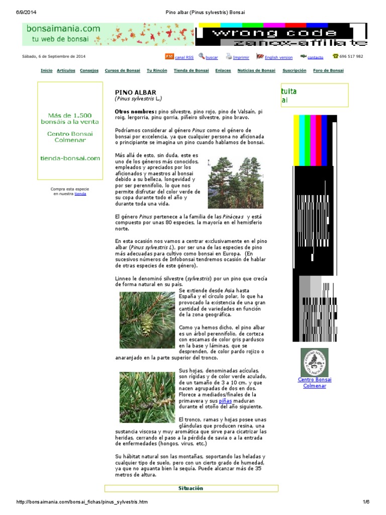 Pino Albar (Pinus Sylvestris) Bonsai | PDF | Bonsai | Arboles