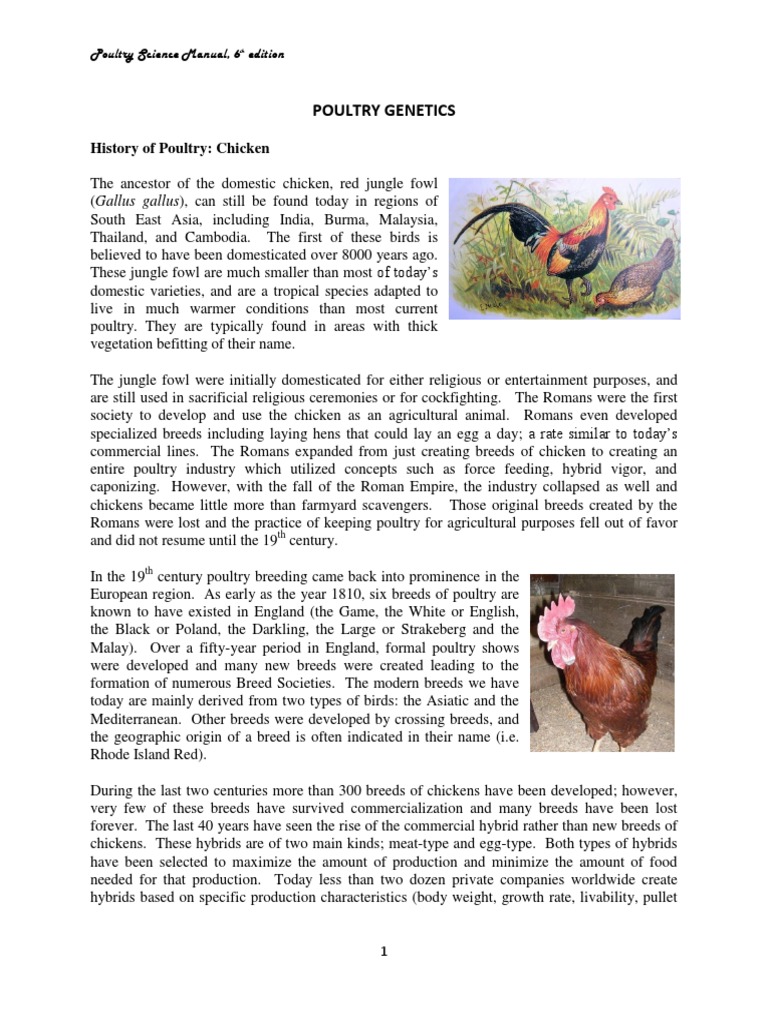 Poultry Genetics: History of Poultry: Chicken | Download Free PDF ...