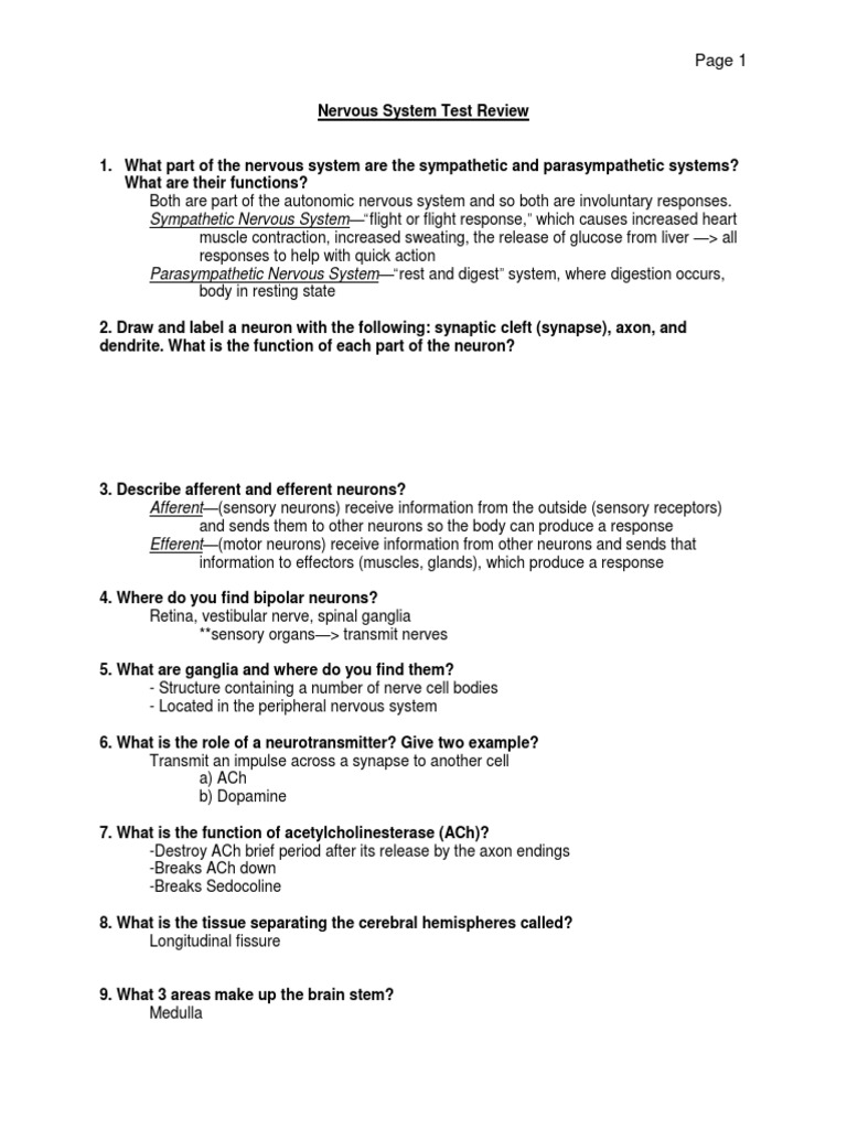 Nervous System Review | PDF | Brainstem | Nervous System