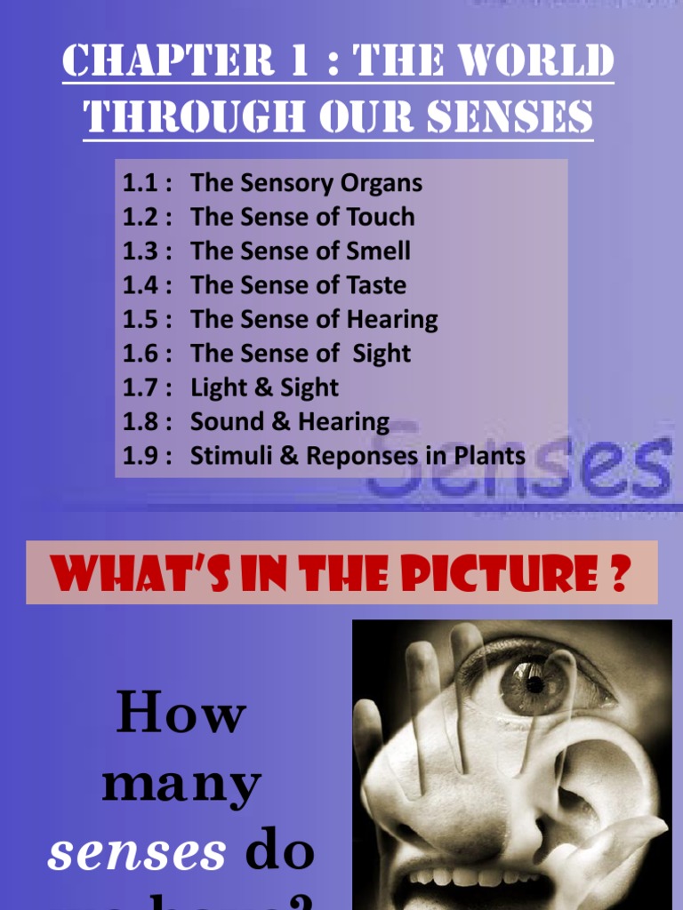 Understanding Human Senses & Nervous System | PDF