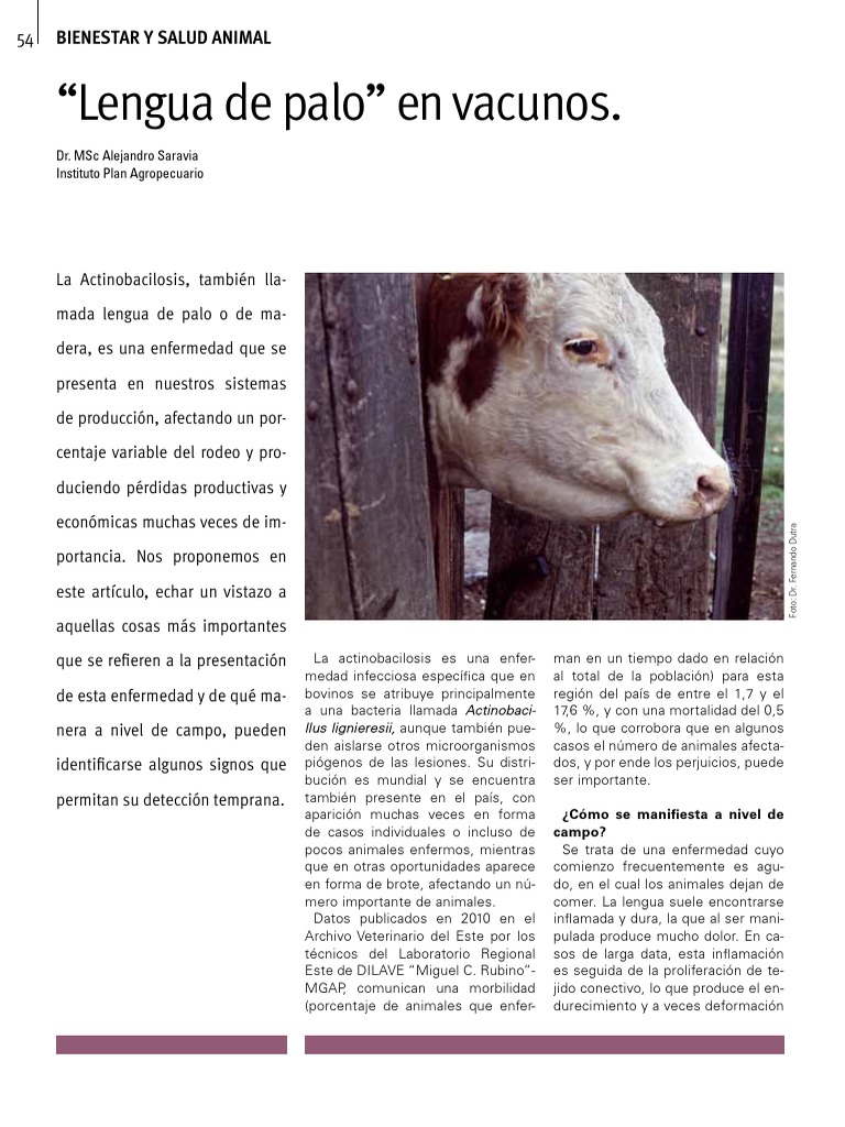 Lengua de Palo | PDF | Infección | Antibióticos
