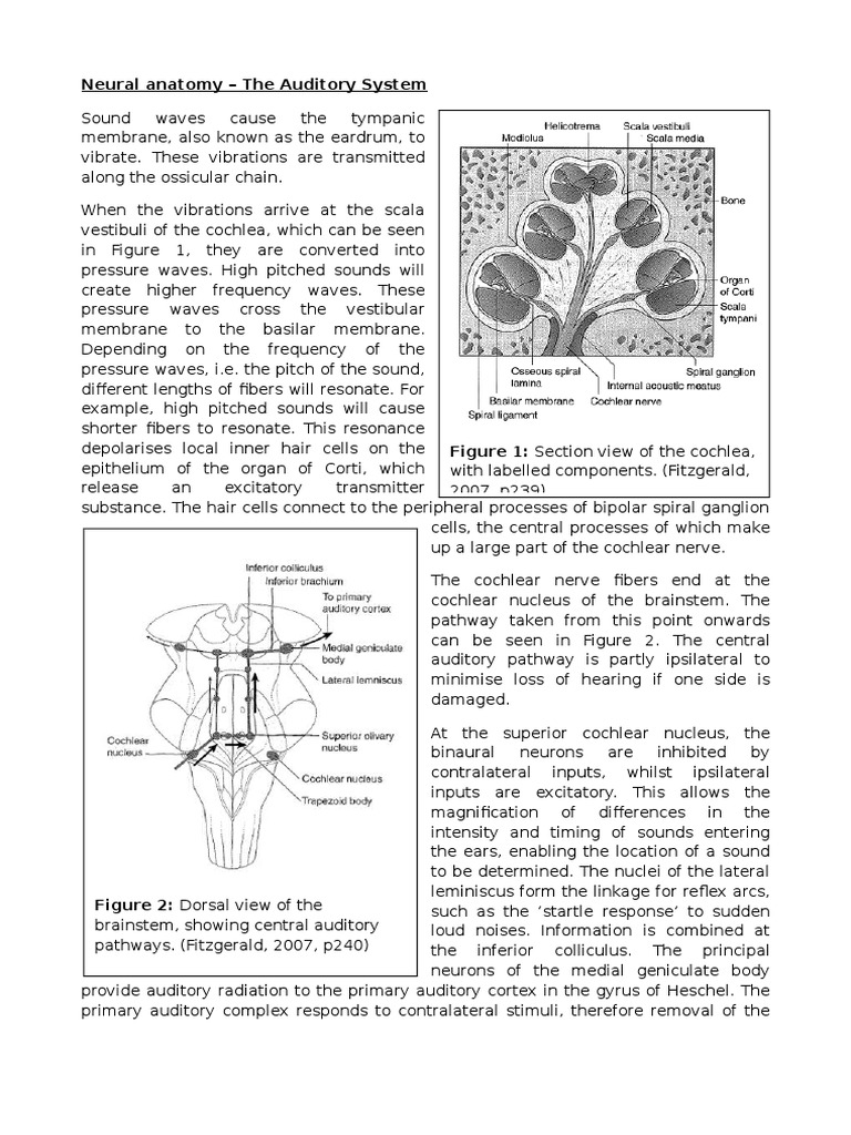 Neural Anatomy - The Auditory System | PDF | Hearing Loss | Hearing