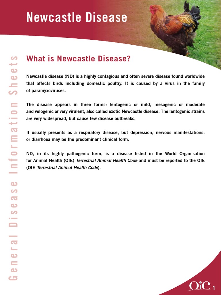 What Is Newcastle Disease? | PDF | Infection | Virus