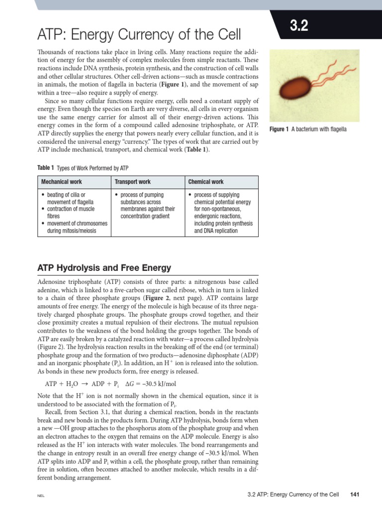 ATP: Cell's Energy Currency | PDF | Adenosine Diphosphate | Adenosine Triphosphate