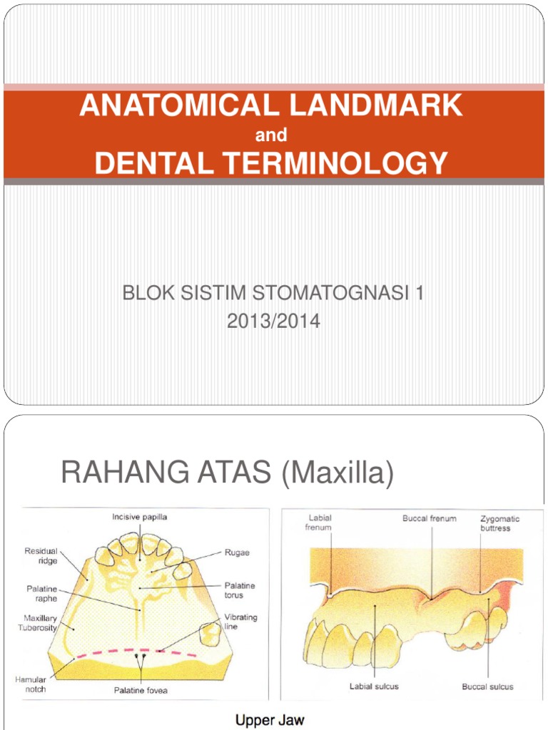 Anatomical Landmark | PDF