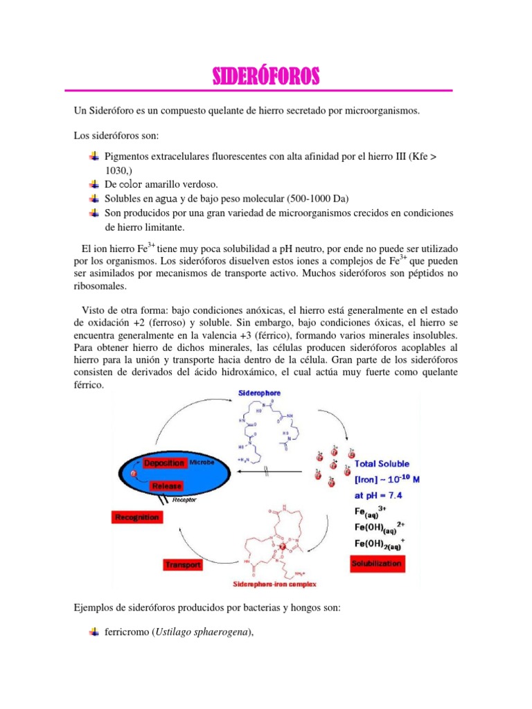 Sideróforos | PDF | Compuestos químicos | Química