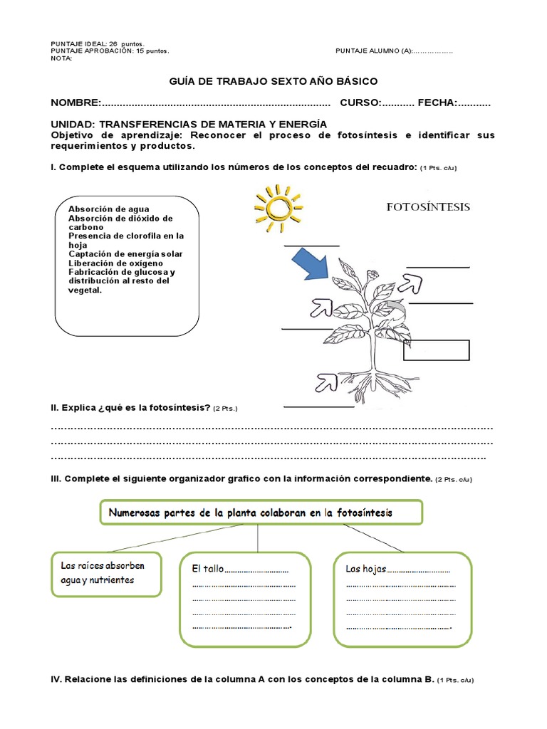 Hoja De Trabajo De Fotosíntesis, Séptimo Grado