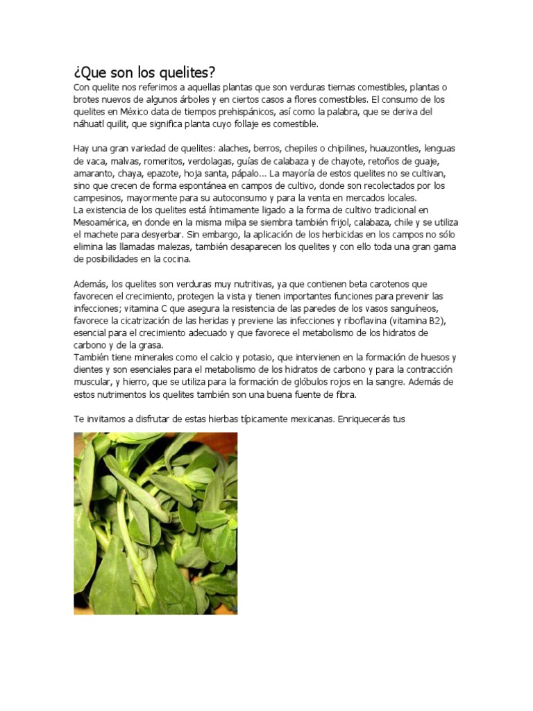 Que Son Los Quelites | Vegetales | Alimentos | Prueba gratuita de 30 ...