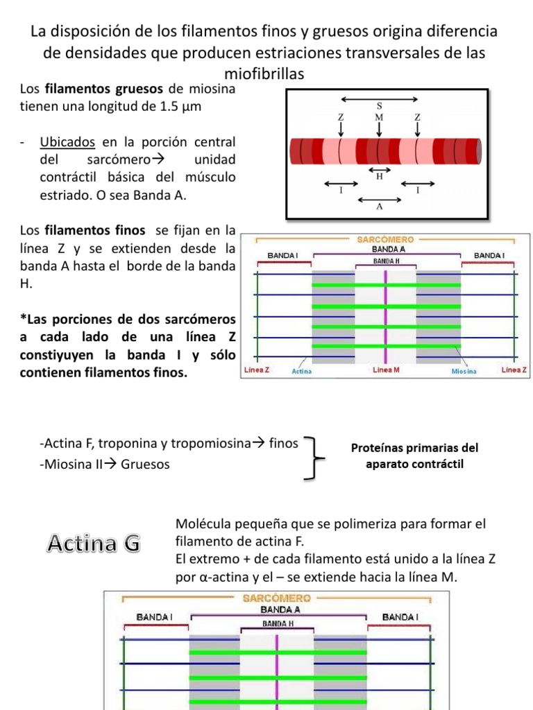Histo Parte 2 de Miofibrillas y Miofilamentos | PDF | Macromoléculas ...
