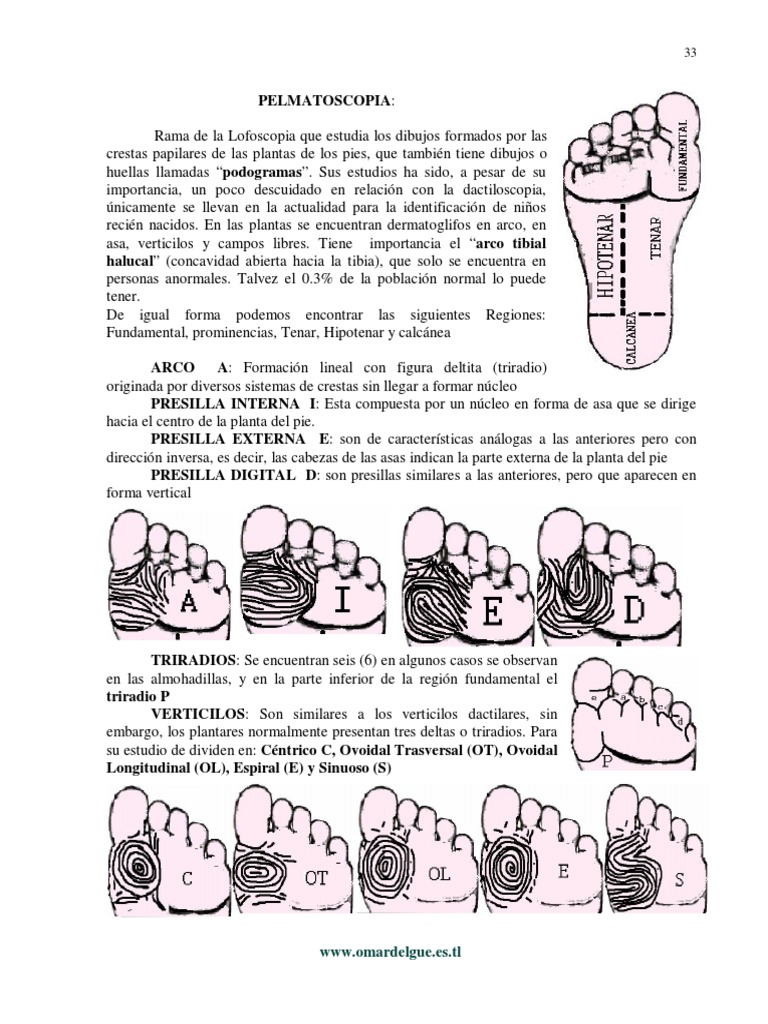 Pelmatoscopia | Huella dactilar | Anatomía humana | Prueba gratuita de ...